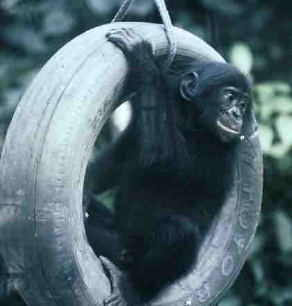 France 4 : «Une saison chez les bonobos» dès le jeudi 18 février à ...